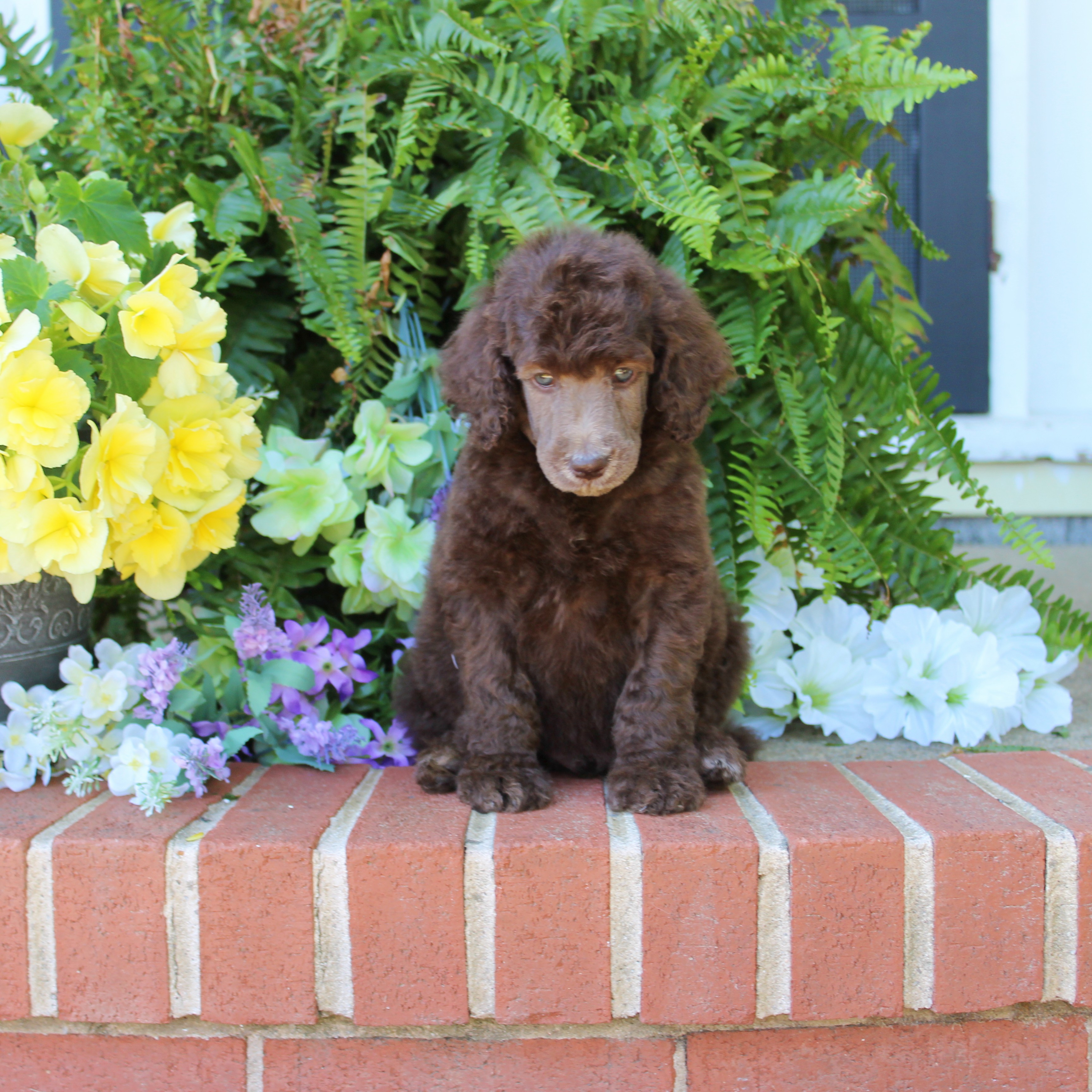 puppy, for, sale, Standard Poodle, John Stoltzfus, dog, breeder ...