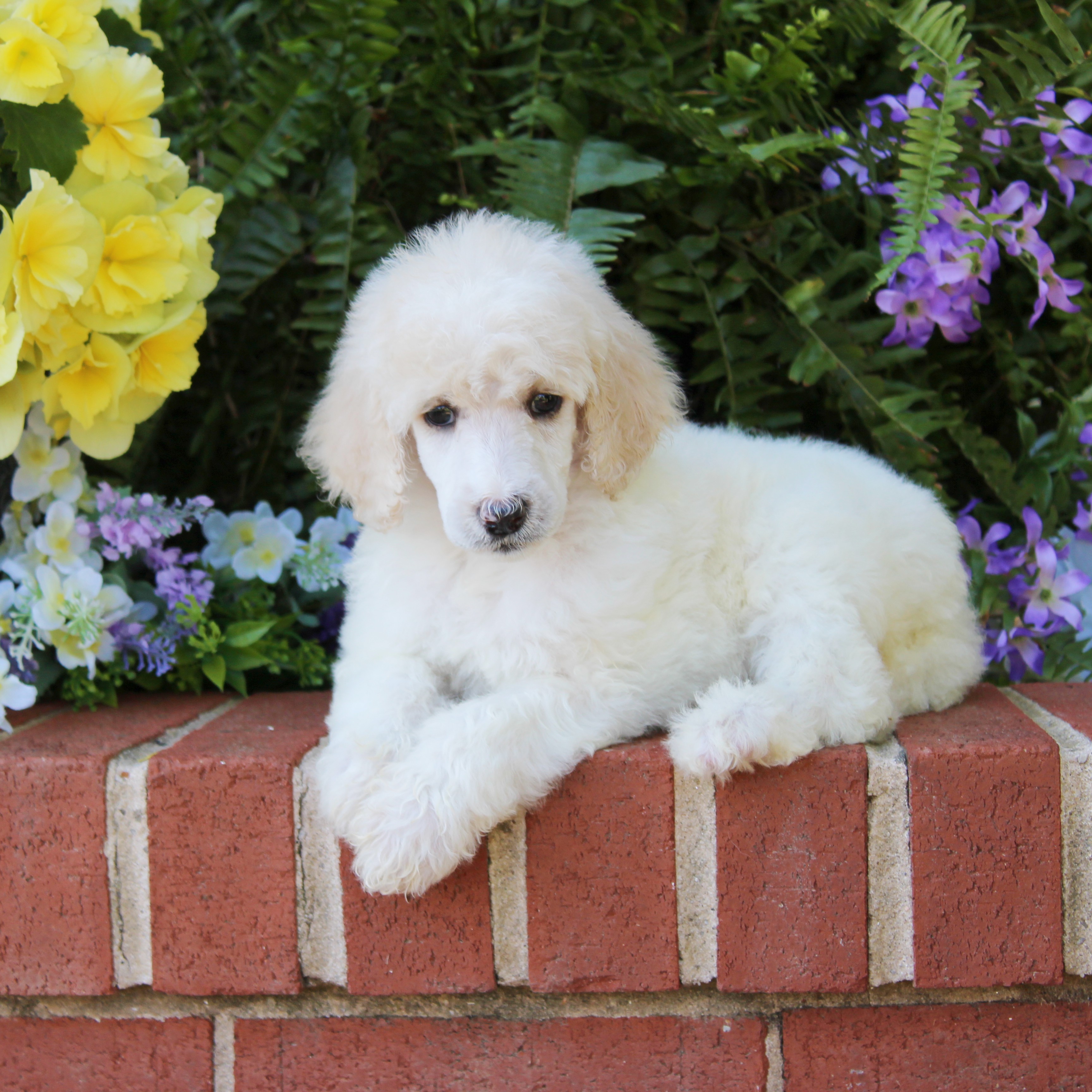 puppy, for, sale, Standard Poodle, John Stoltzfus, dog, breeder ...
