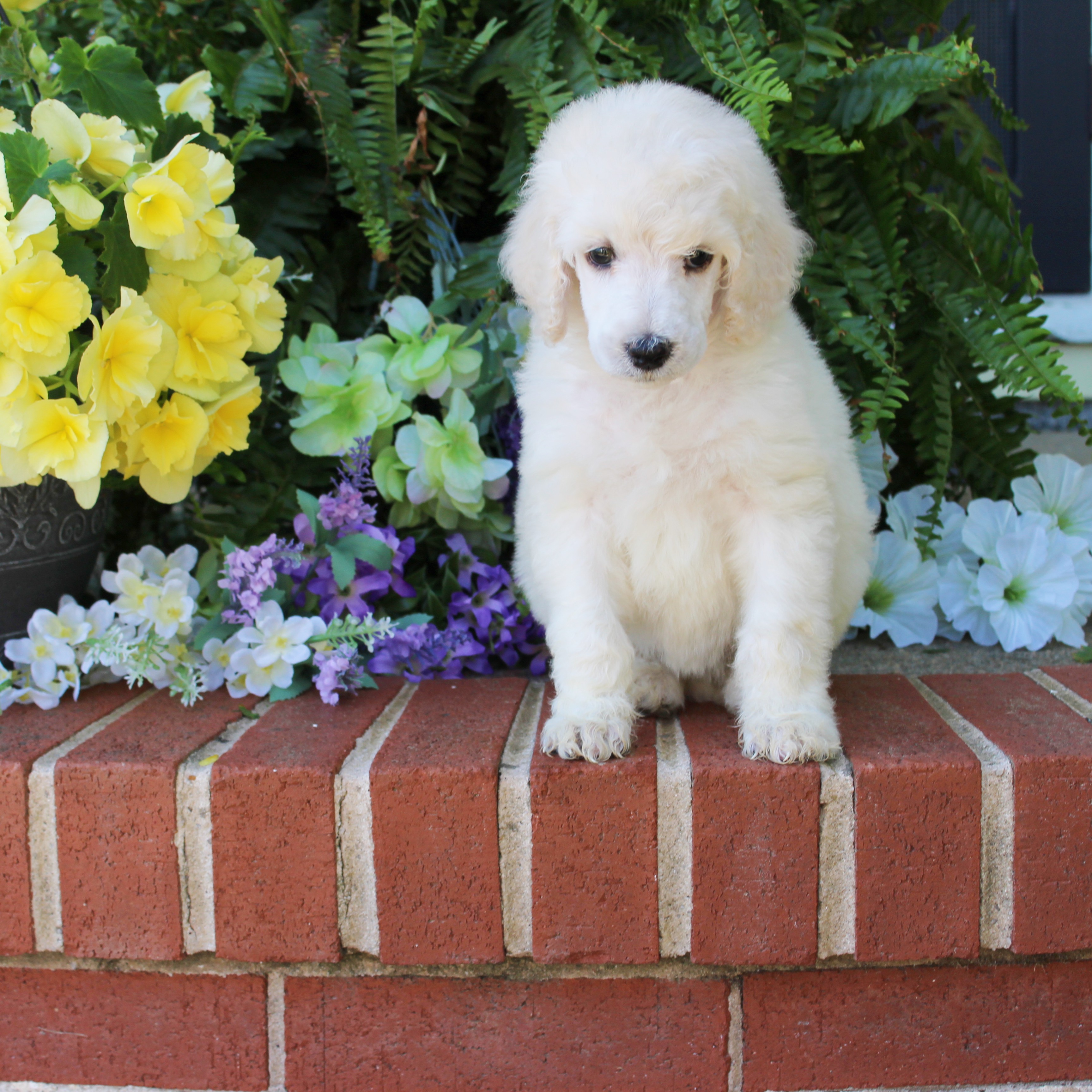 puppy, for, sale, Standard Poodle, John Stoltzfus, dog, breeder ...